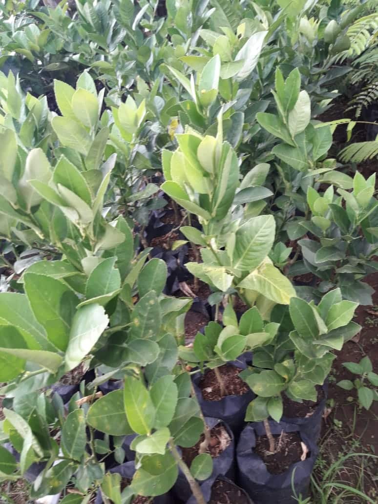 Bibit Buah Jeruk Lemon - Mekar Bibit