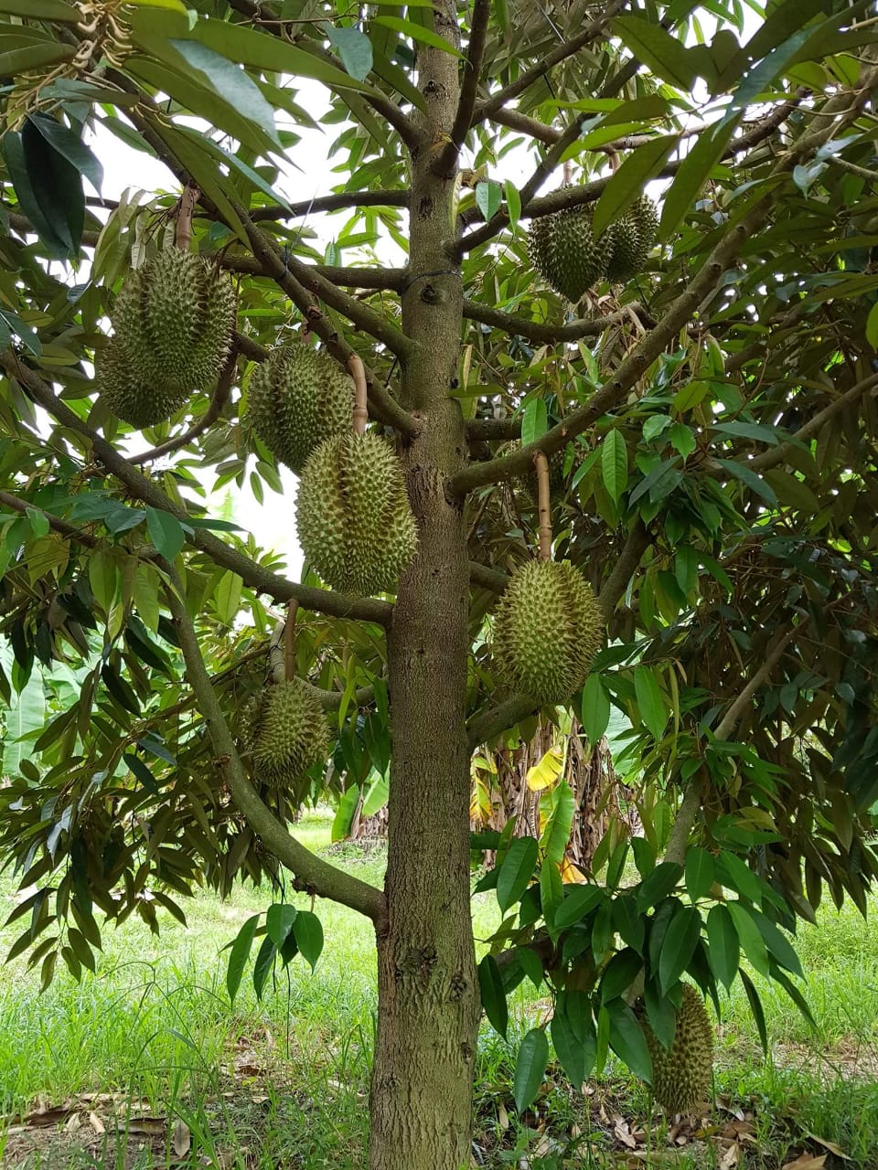 Bibit Buah Durian Montong - Mekar Bibit