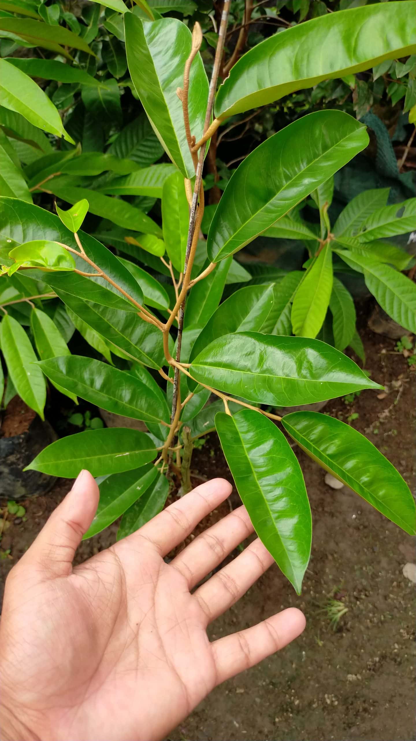 Bibit Durian Super Tembaga - Mekar Bibit