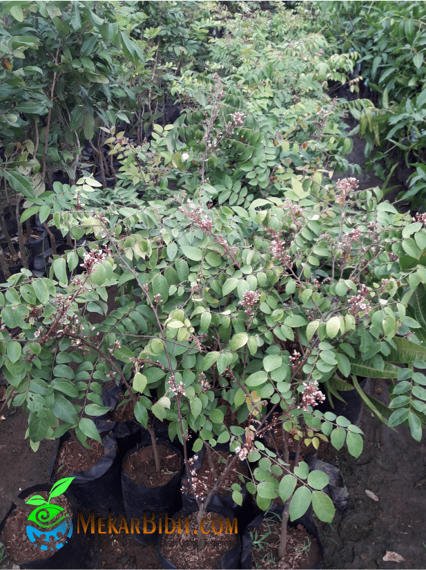 Bibit Buah Blimbing Dewi - Mekar Bibit