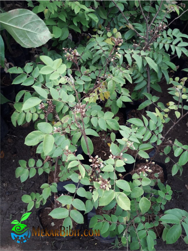 Bibit Buah Blimbing Dewi - Mekar Bibit