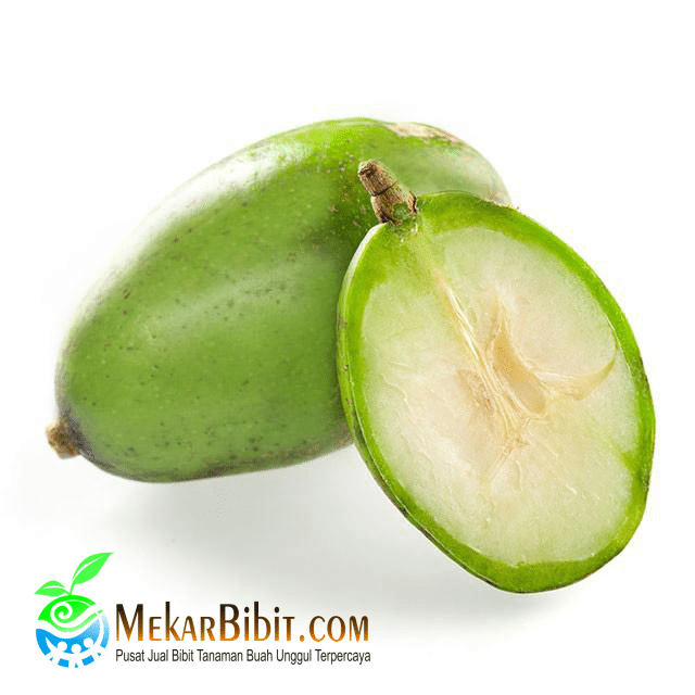 Bibit Buah Kedondong - Mekar Bibit