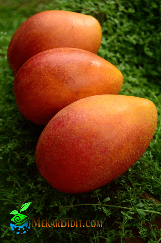 Bibit Mangga Garifta Merah - Mekar Bibit