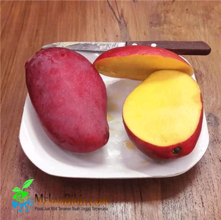 Bibit Mangga Garifta Merah - Mekar Bibit