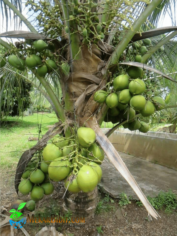 Jual Bibit Kelapa Genjah Entog - Mekar Bibit