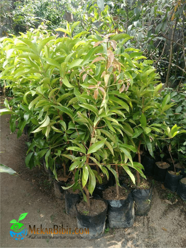 Jual Bibit Jambu Bol Jamaika - Mekar Bibit