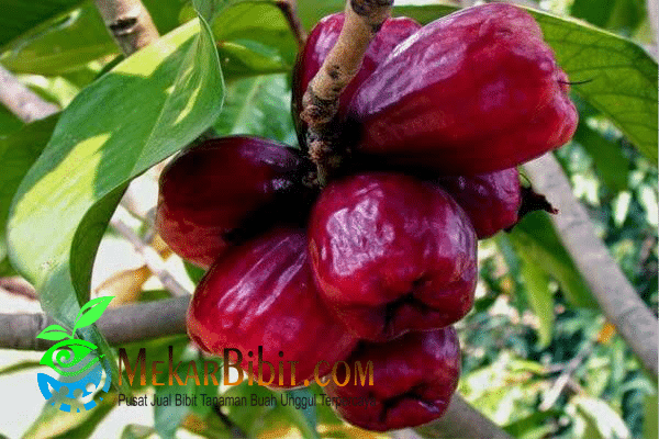 Bibit Jambu Bol Jamaika - Mekar Bibit