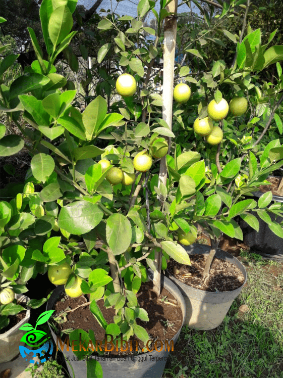 Bibit Jeruk Lemon Amerika - Mekar Bibit