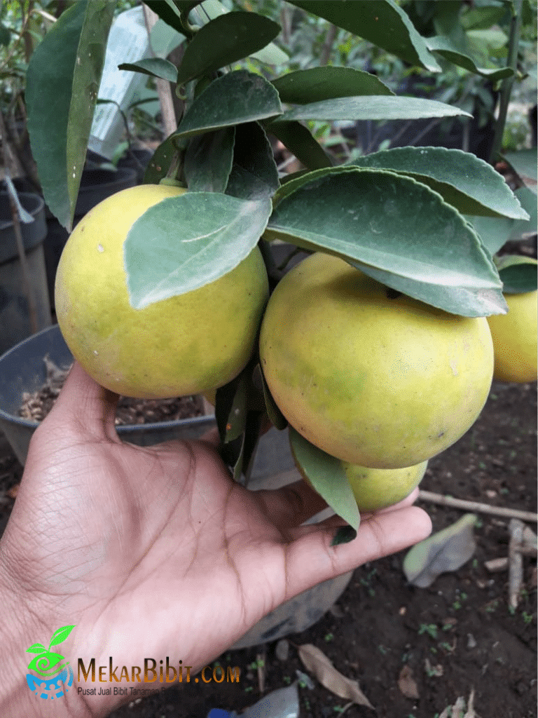 Bibit Jeruk Lemon Amerika - Mekar Bibit