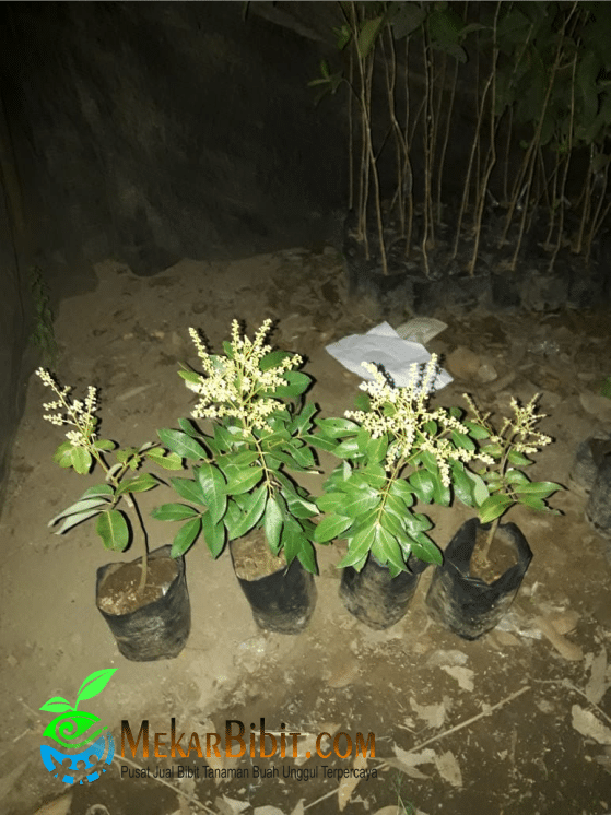 Bibit Klengkeng Matalada - Mekar Bibit