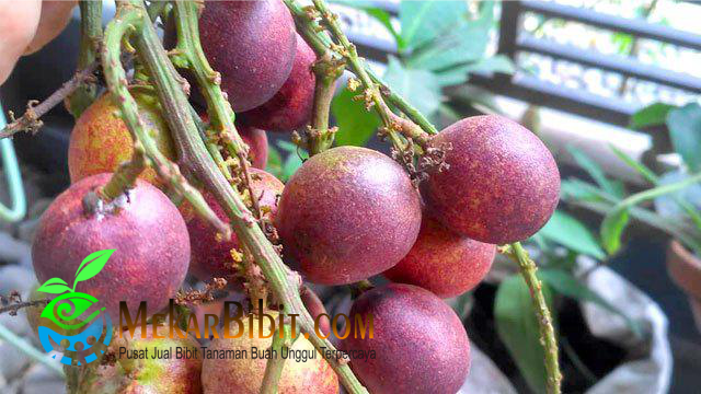 Bibit Buah Matoa - Mekar Bibit