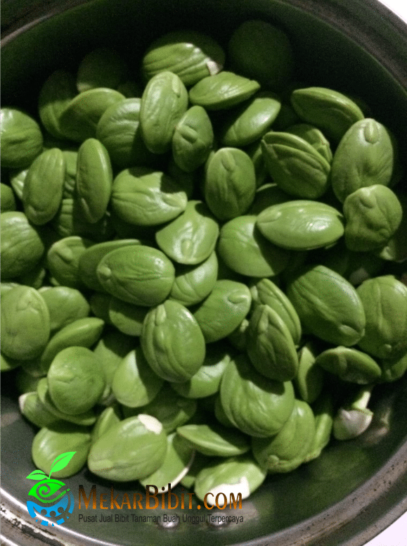 Jual Bibit Sayuran Petai - Mekar Bibit