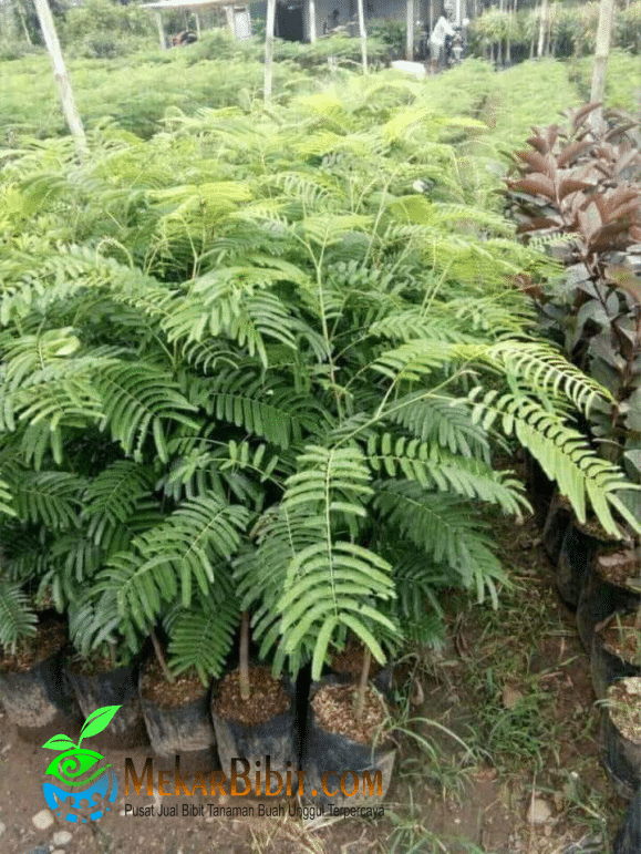 Jual Bibit Sayuran Petai - Mekar Bibit