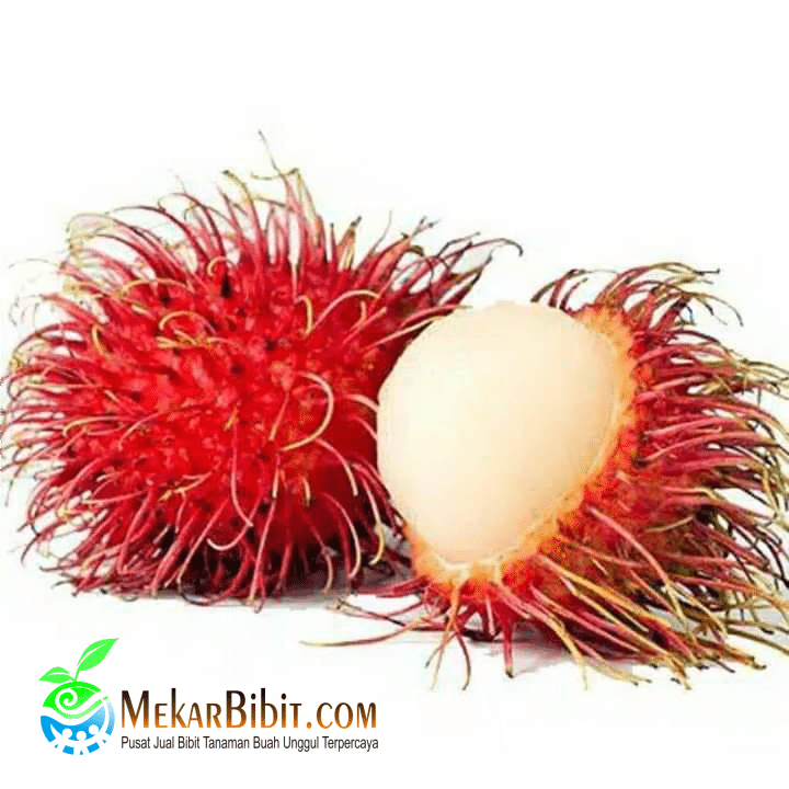 Bibit Buah Rambutan Binjai - Mekar Bibit