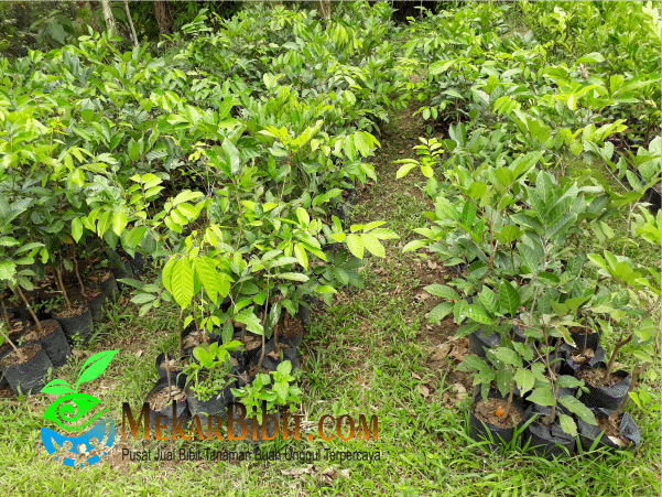 Bibit Buah Rambutan Binjai - Mekar Bibit