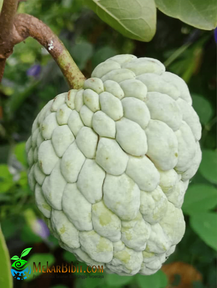Bibit Buah Sirkaya Jumbo - Mekar Bibit