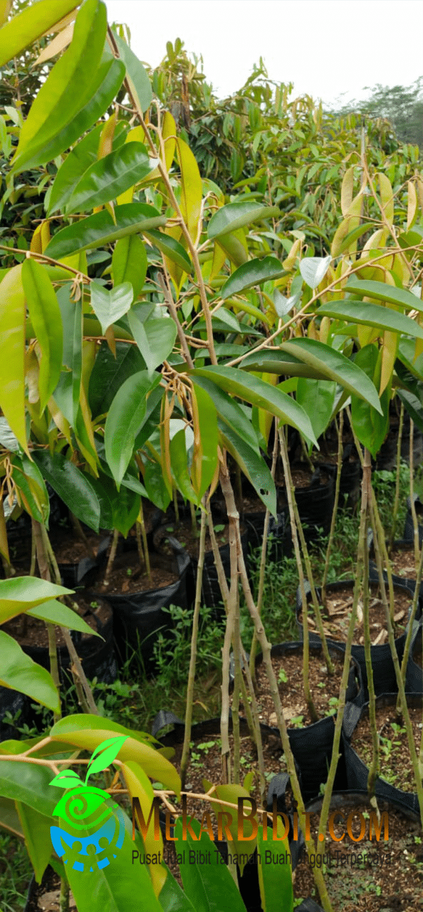 Bibit Durian Super Tembaga - Mekar Bibit