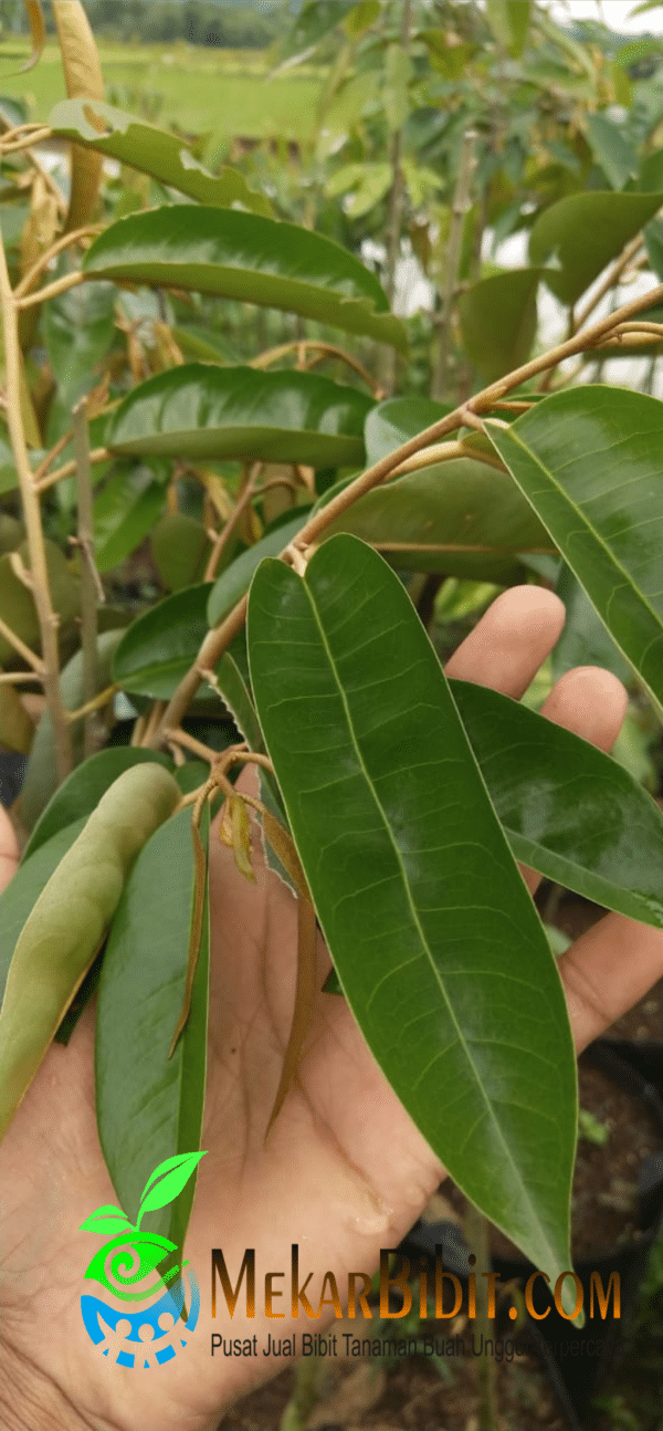 Bibit Durian Super Tembaga - Mekar Bibit