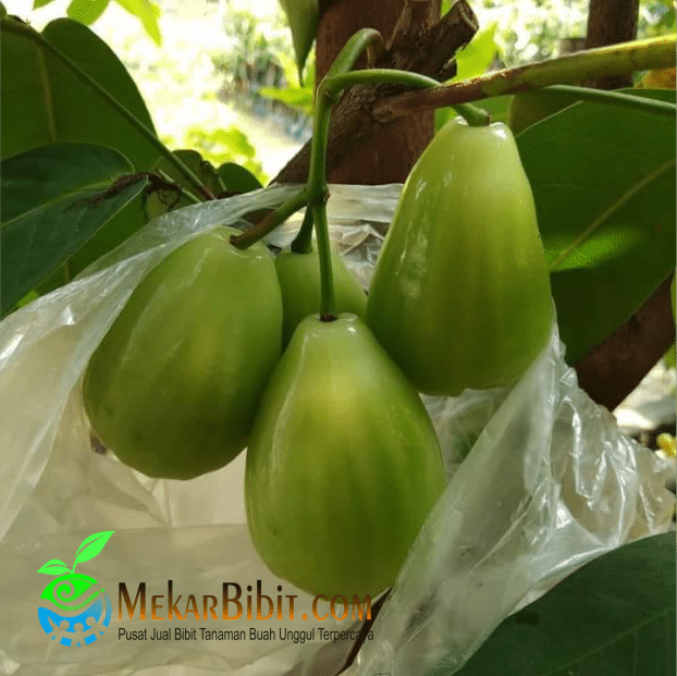 Bibit Jambu Air Super Green - Mekar Bibit
