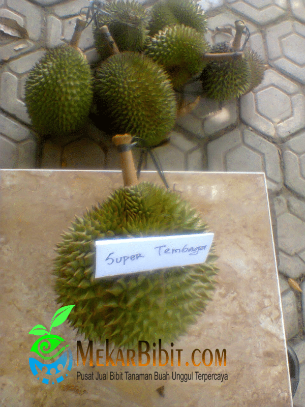 Bibit Durian Super Tembaga - Mekar Bibit