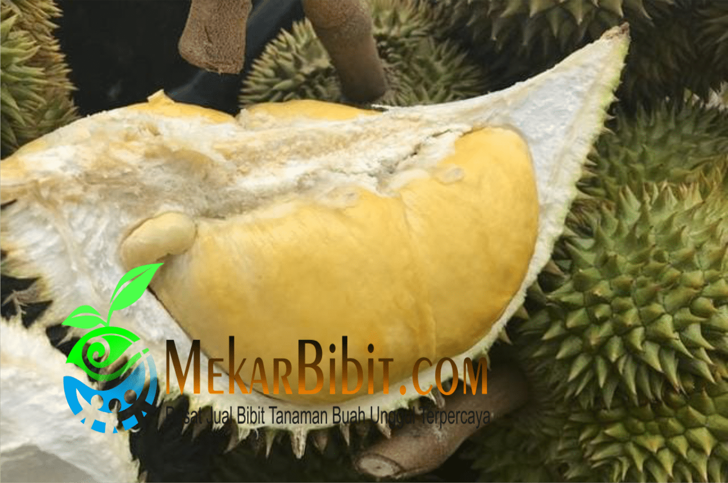 Bibit Durian Super Tembaga - Mekar Bibit