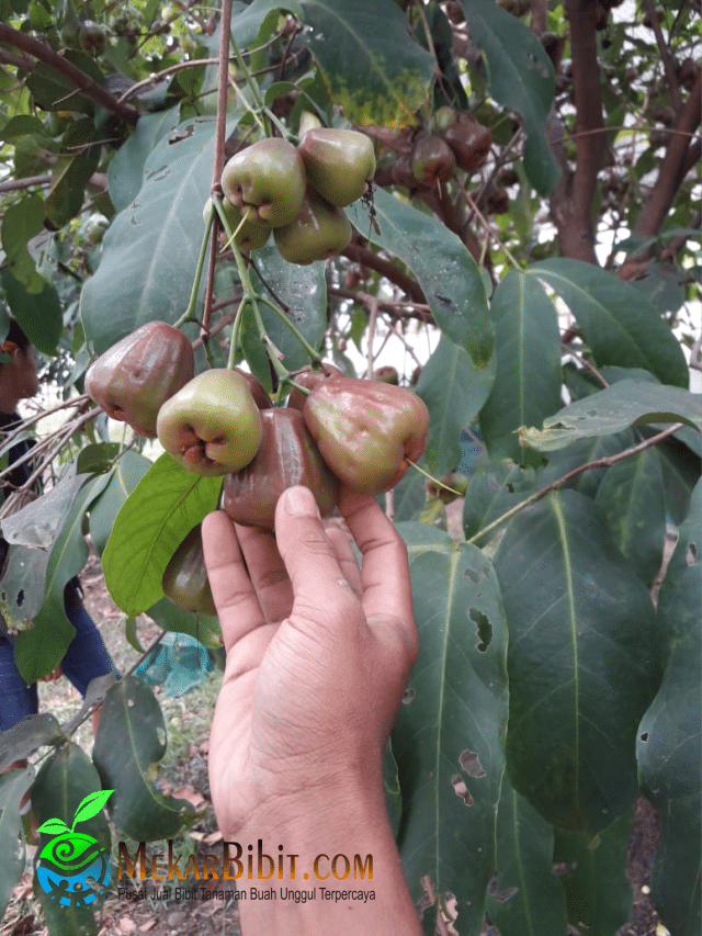 Bibit Jambu Air Dalhari - Mekar Bibit