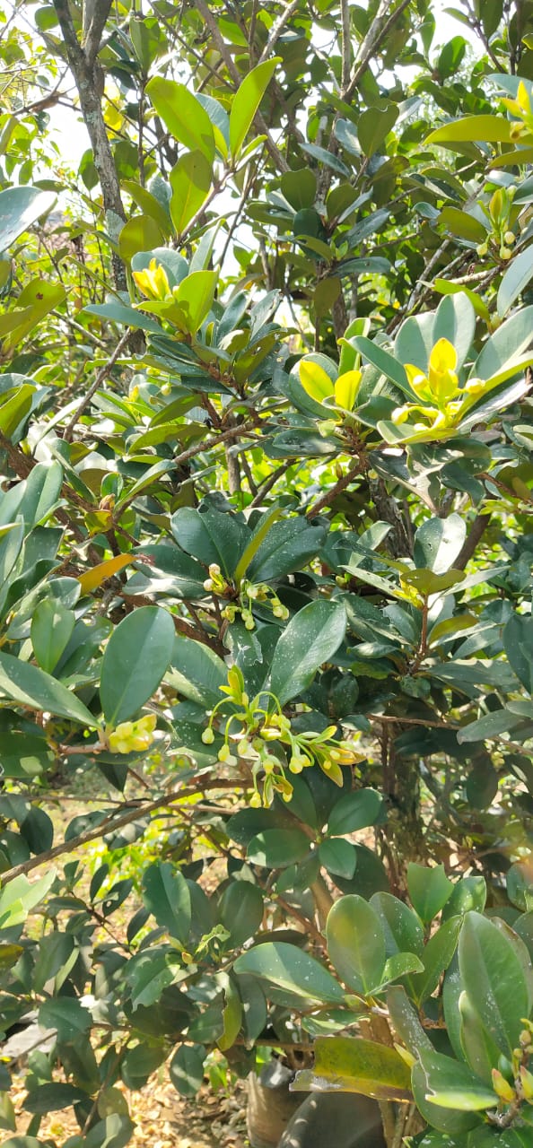 Bibit Yellow Pitomba/Grumichama Kuning - Mekar Bibit