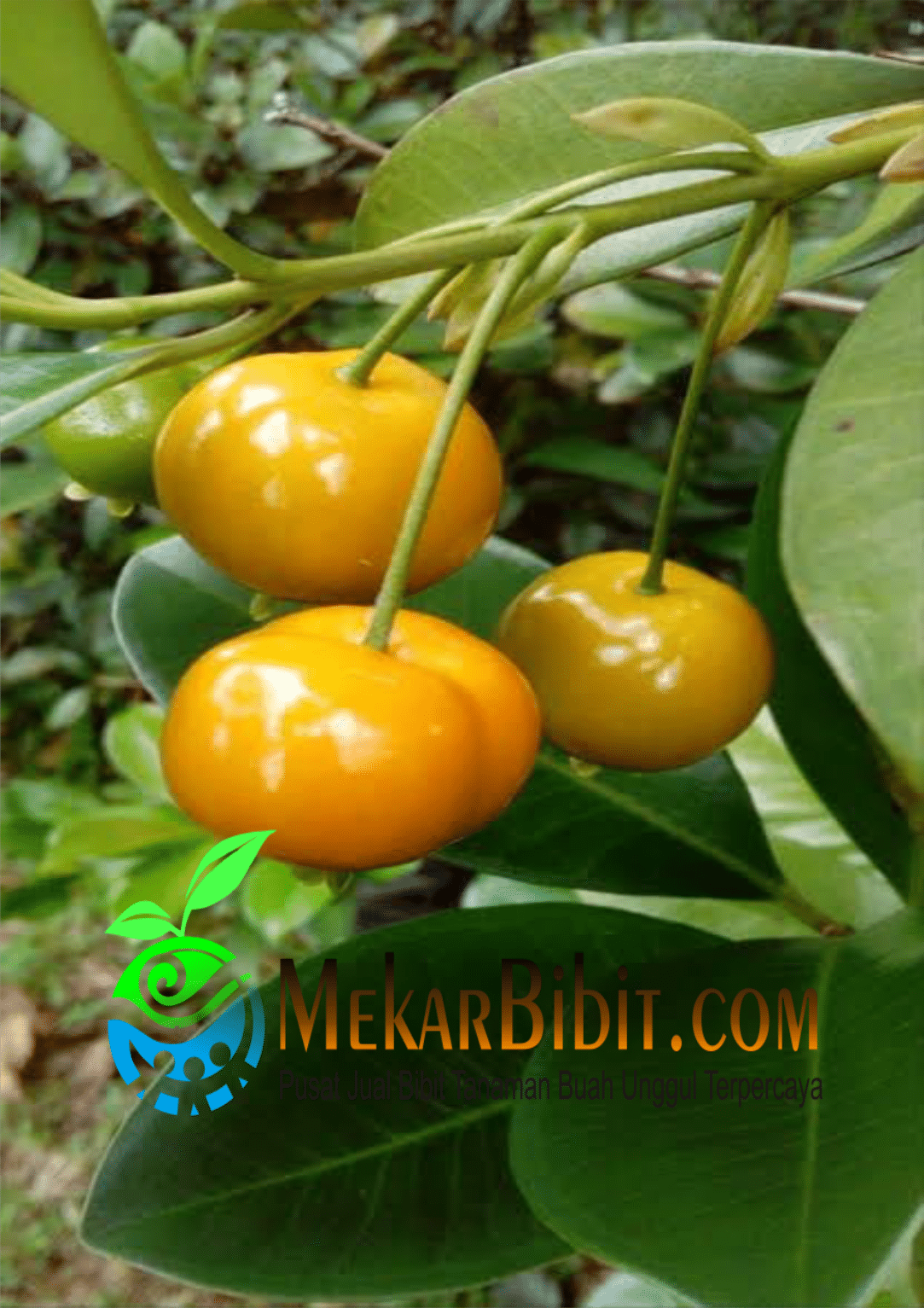Bibit Yellow Pitomba/Grumichama Kuning - Mekar Bibit